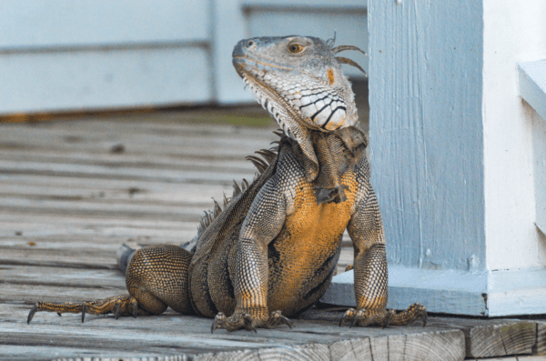 Screen Porch Design Ideas & Inspiration | Screen Porch Living